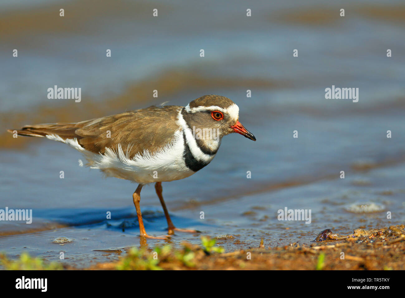Three banded plovers hi-res stock photography and images - Alamy