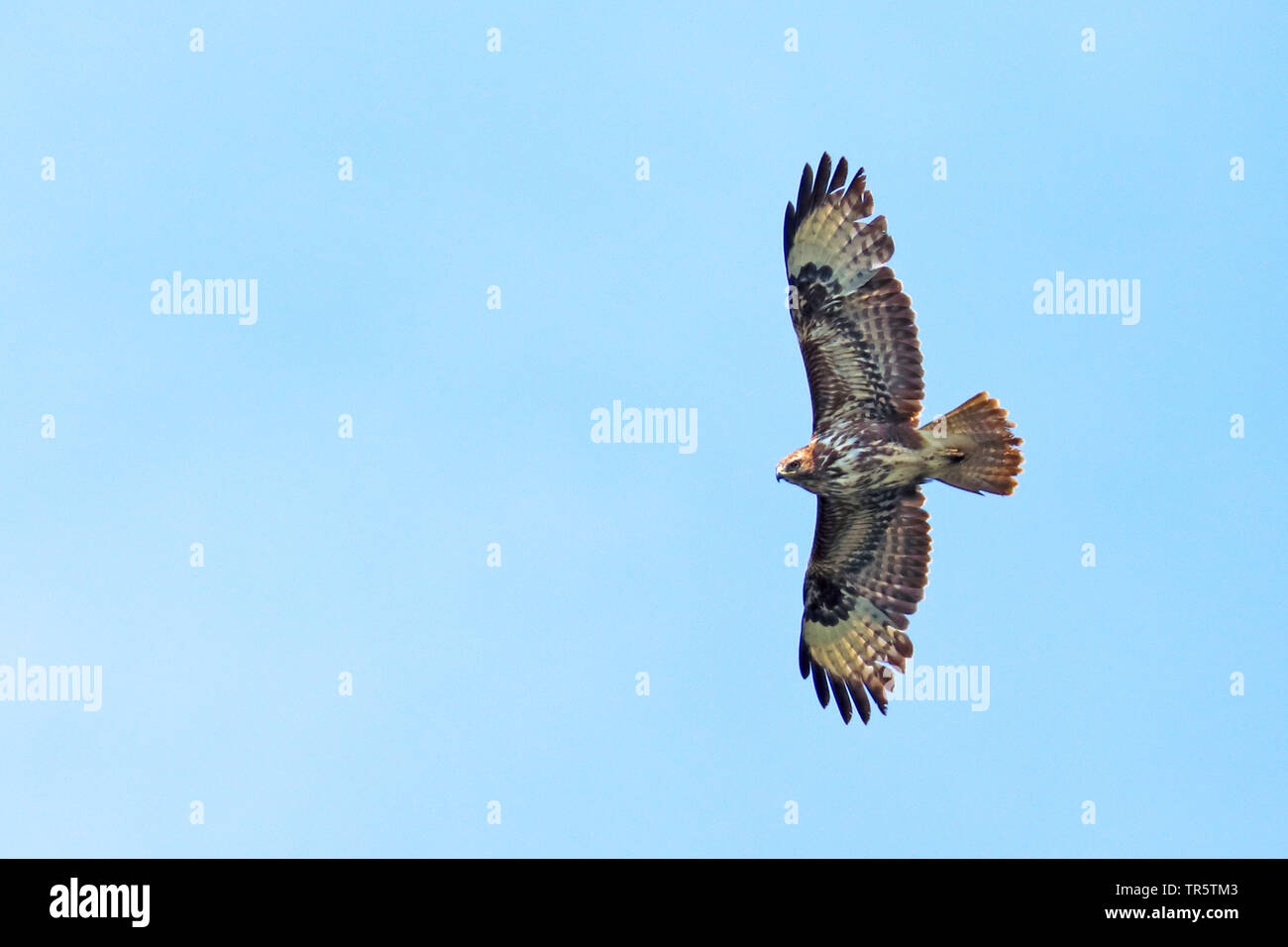 Buzzard flying hi-res stock photography and images - Alamy