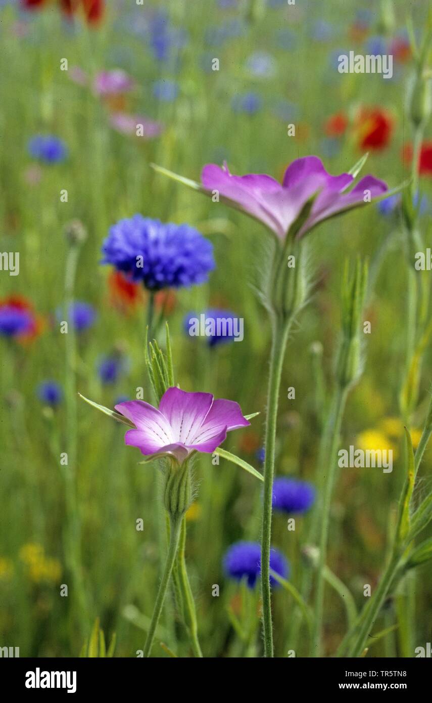Corn cockle hi-res stock photography and images - Alamy