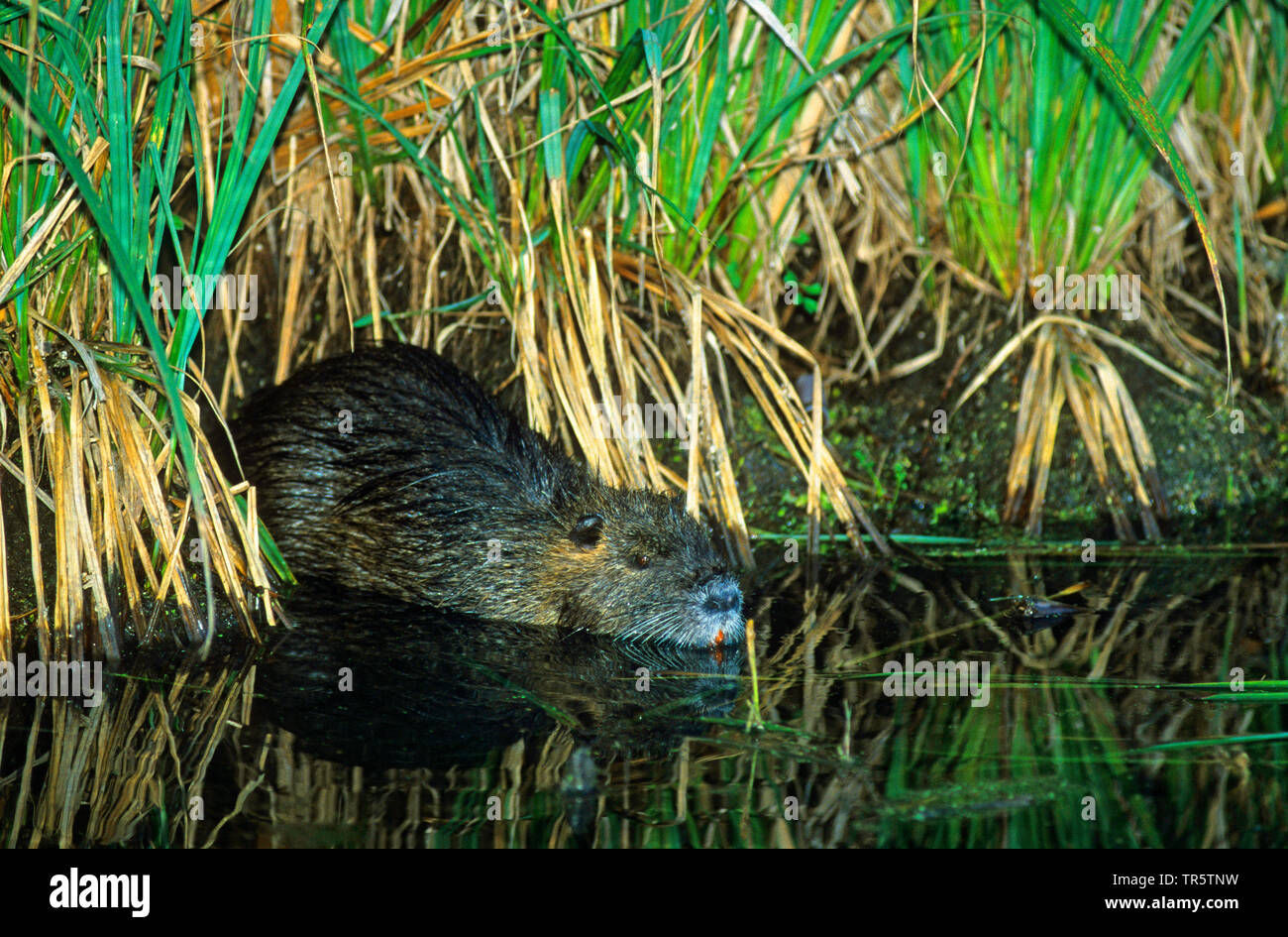 coypu, nutria (Myocastor coypus), feeding at the shore in the night ...