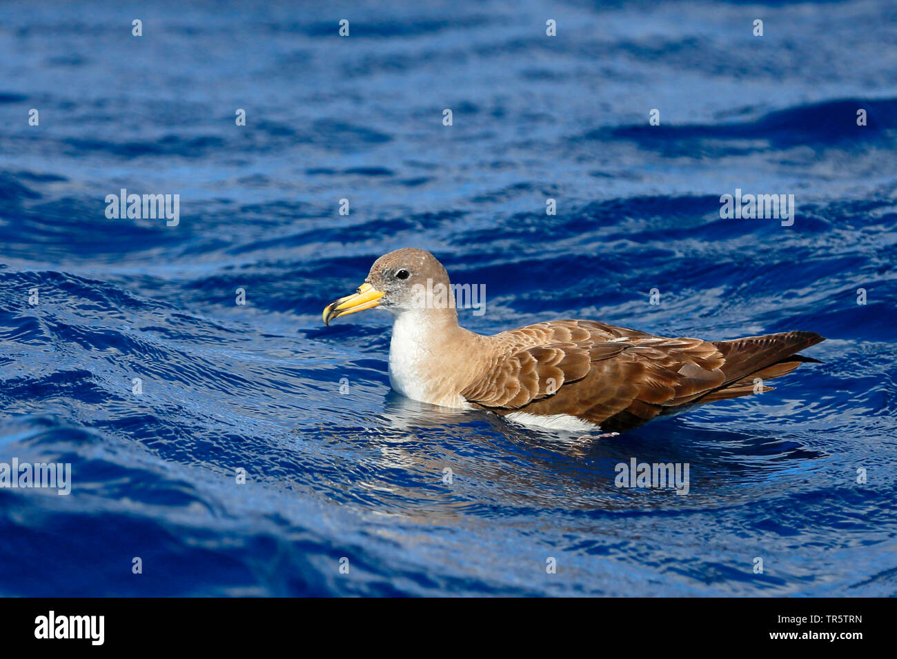 cory's shearwater (Calonectris diomedea), swimming, side view, Portugal ...