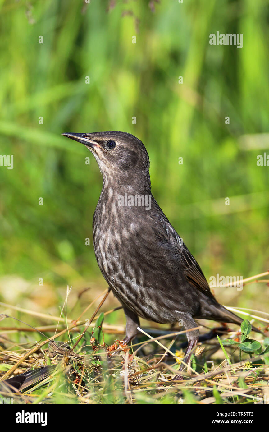 Young common starling hi-res stock photography and images - Alamy