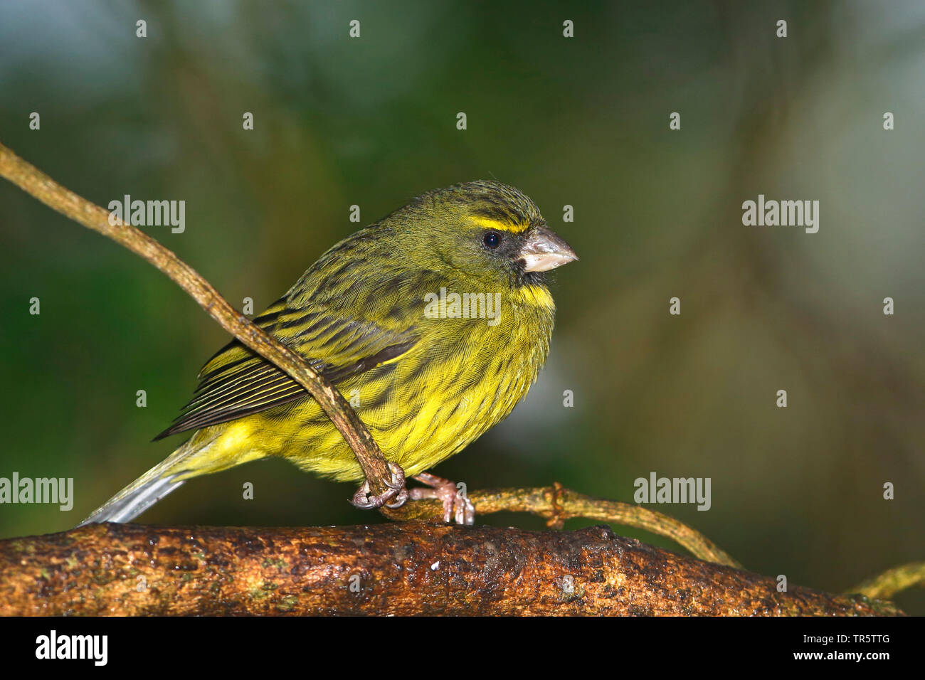 forest canary (Serinus scotops), sitting on a branch, South Africa ...