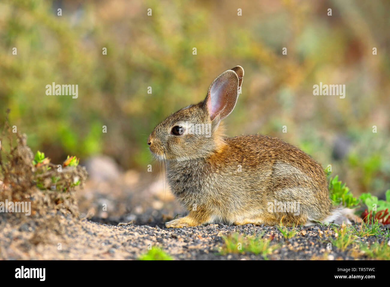 European rabbit (Oryctolagus cuniculus), sitting in the semi-desert ...