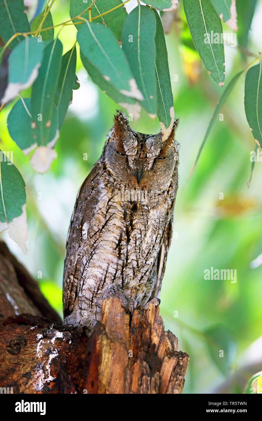 Eurasian scops owl (Otus scops), sleeping in an eucalyptus tree, Greece ...