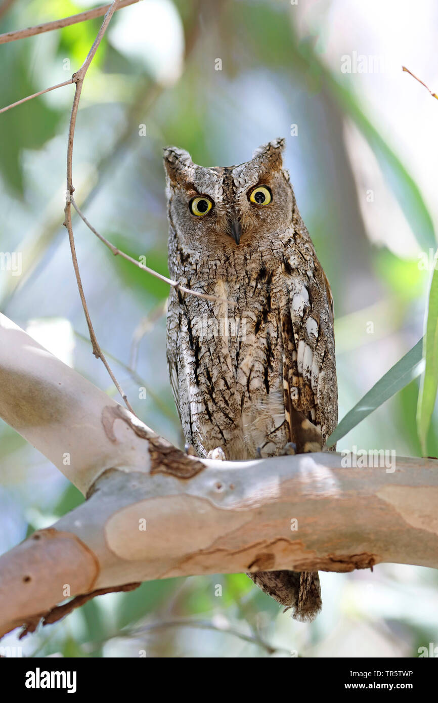 Eurasian scops owl (Otus scops), sitting with opened eyes in an ...