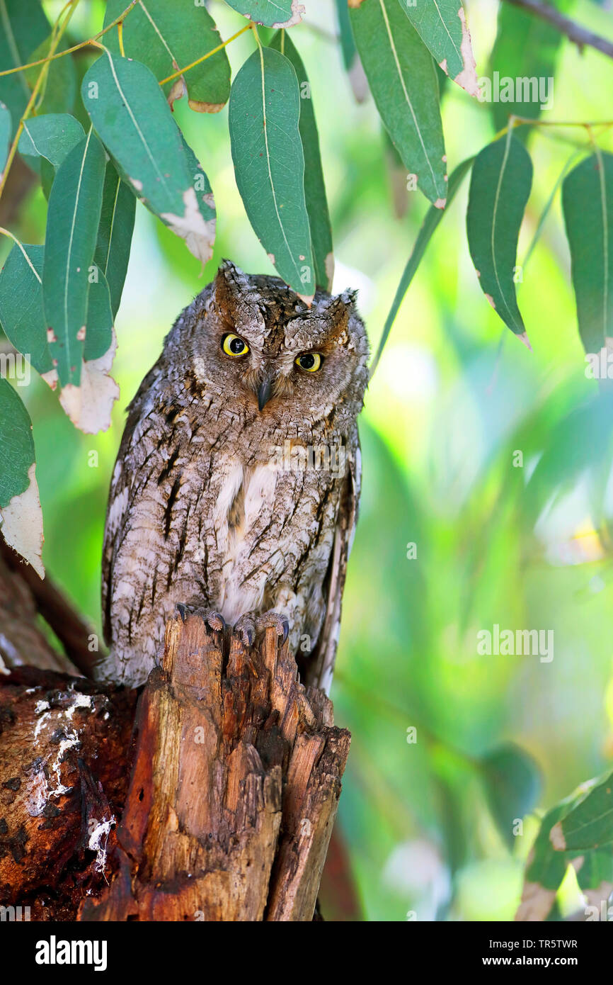 Eurasian scops owl (Otus scops), sitting with opened eyes in an ...
