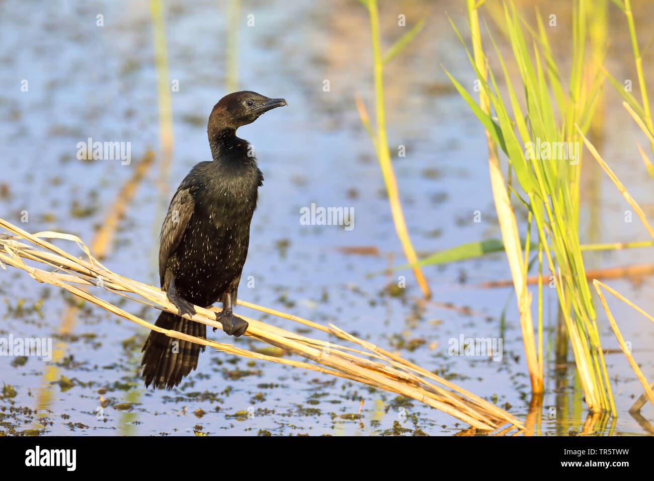 pygmy cormorant (Phalacrocorax pygmeus), sitting on reed stems, Greece ...