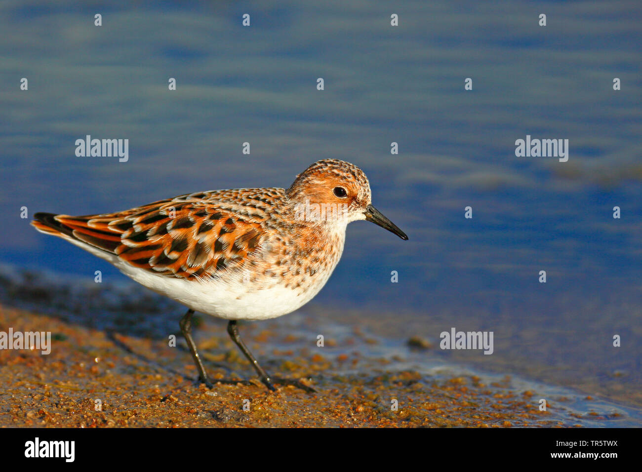 Adult little stint breeding plumage hi-res stock photography and images ...