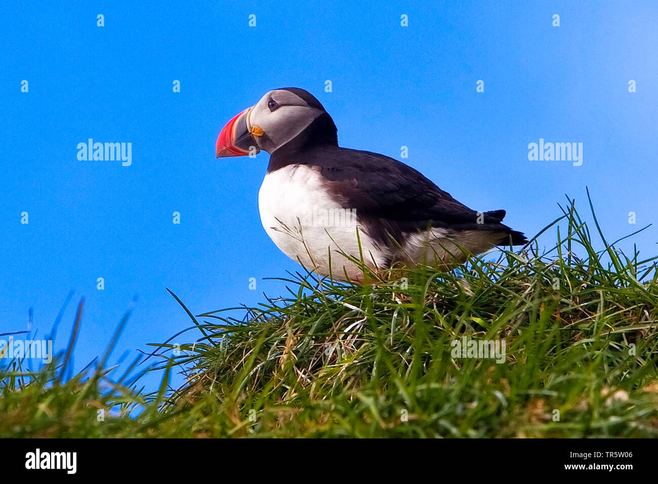 Atlantic puffin, Common puffin (Fratercula arctica), sitting on grass ...