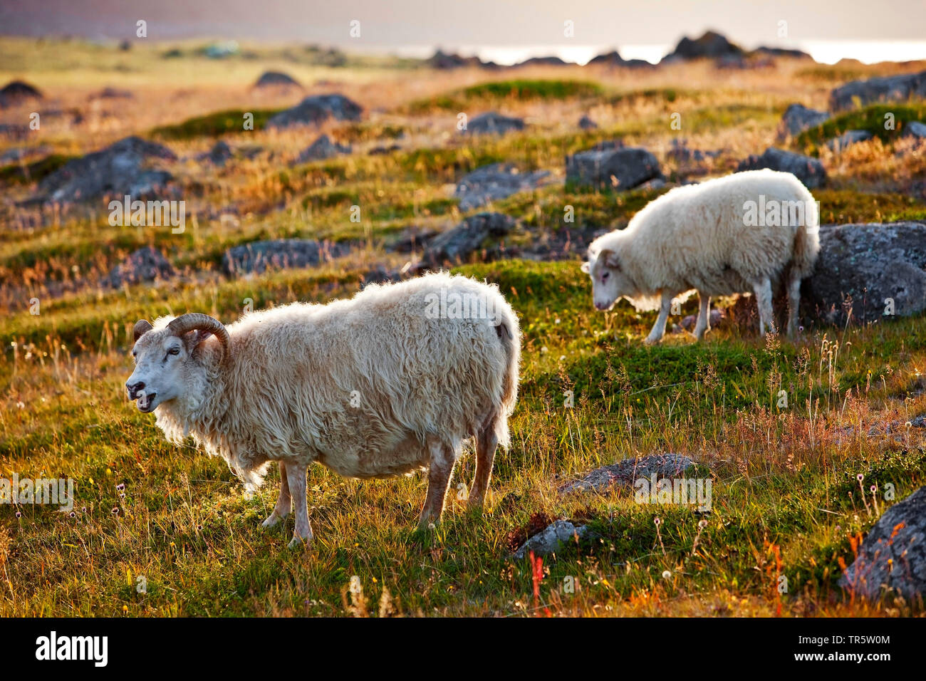 domestic sheep (Ovis ammon f. aries), mother with lamb in evening light ...