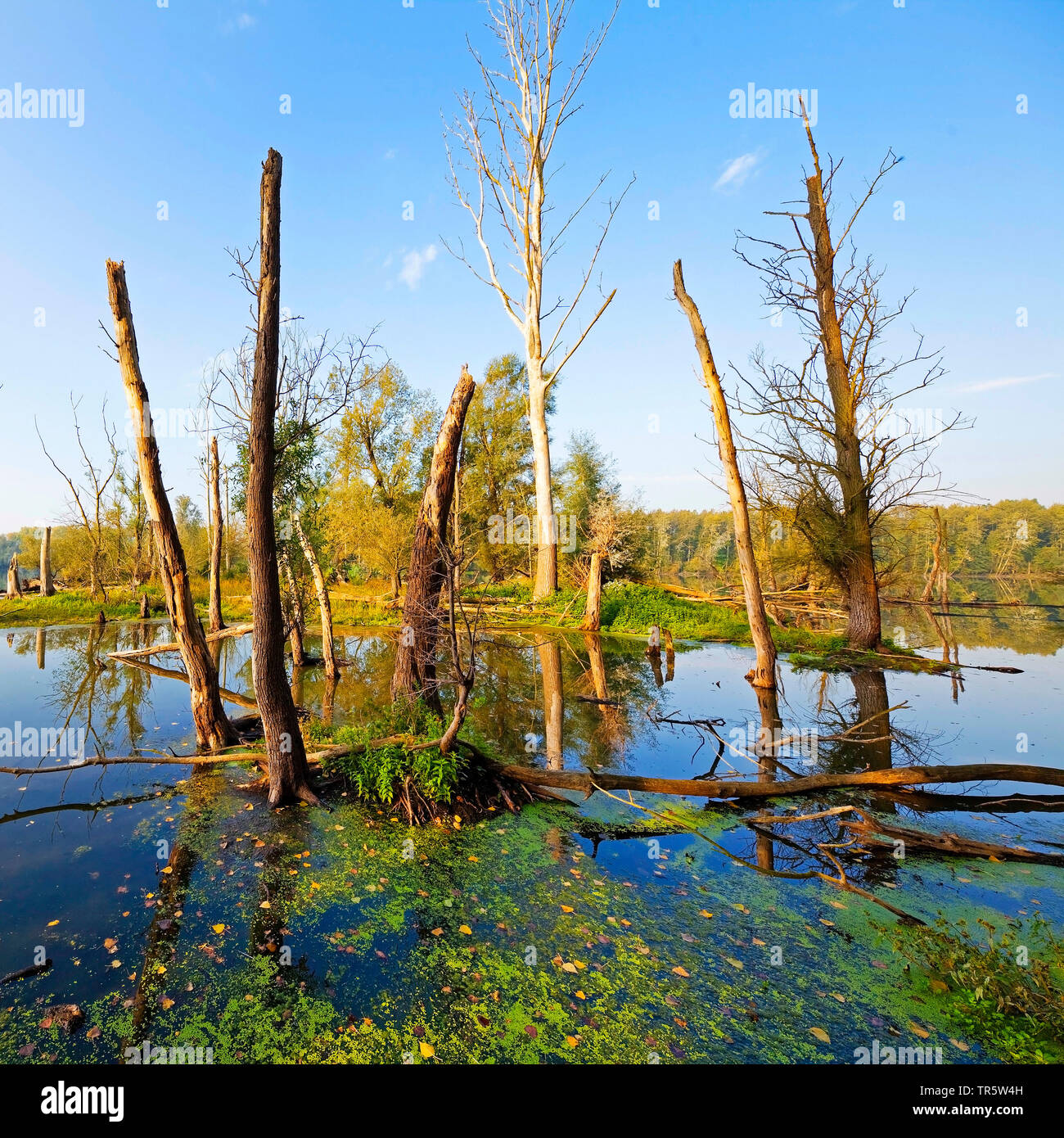 Dead trees in flooded areas hi-res stock photography and images - Alamy