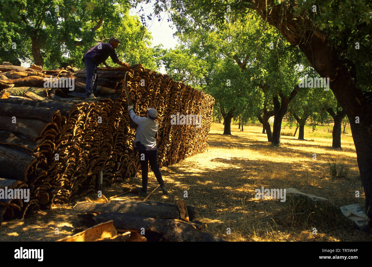 Cork oak farming hi-res stock photography and images - Alamy