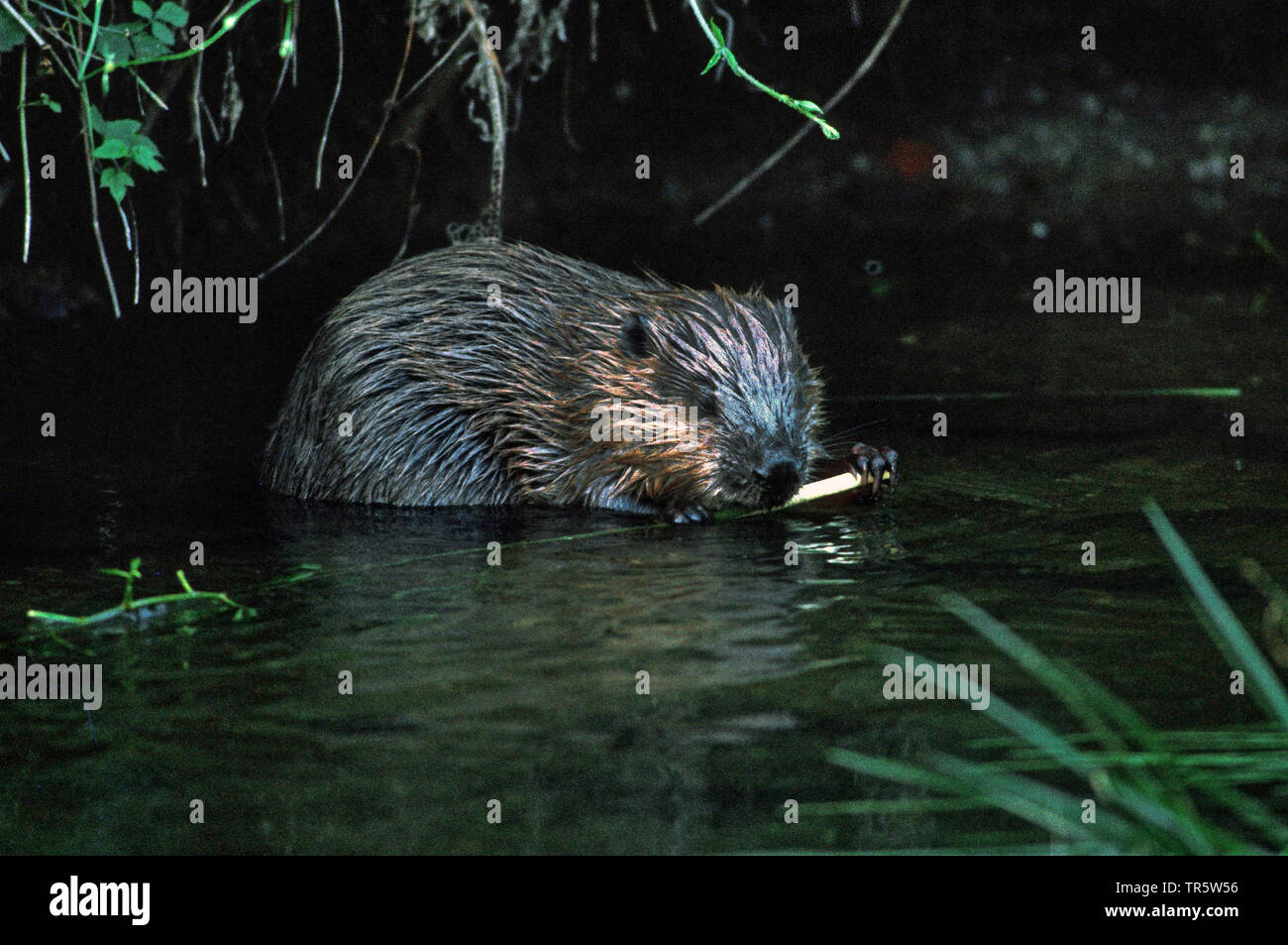 Beaver eats bark hi-res stock photography and images - Alamy