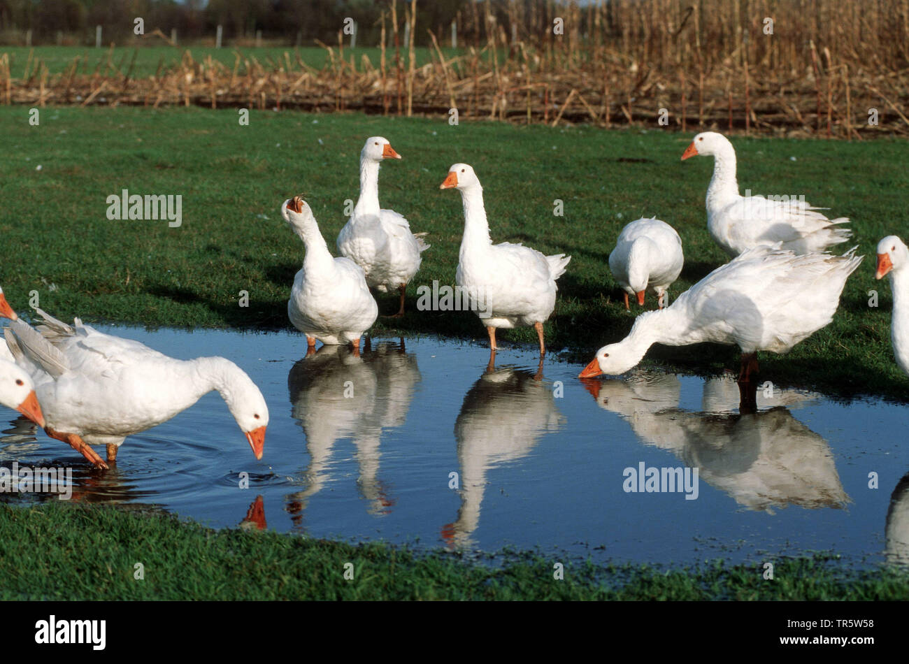 domestic goose (Anser anser f. domestica), free range geese, Germany ...