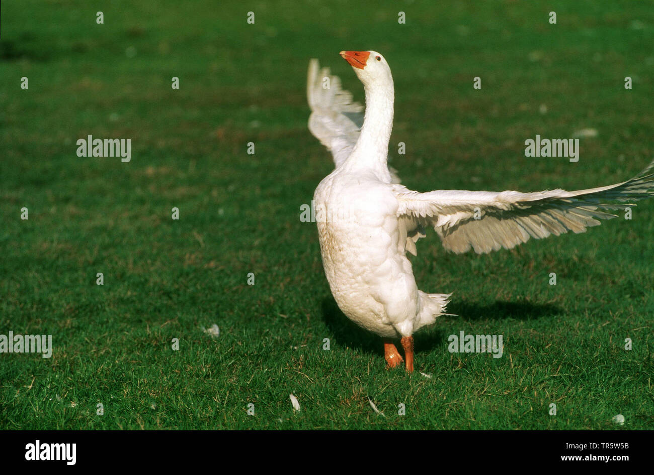 domestic goose (Anser anser f. domestica), free range geese on a meadow ...
