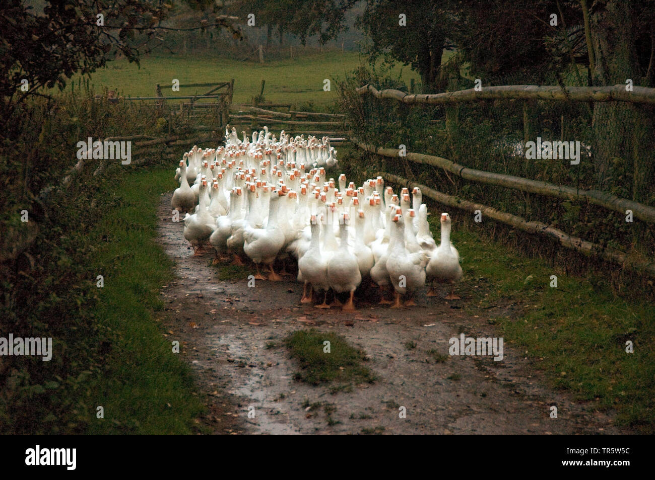 domestic goose (Anser anser f. domestica), free range geese on a path ...