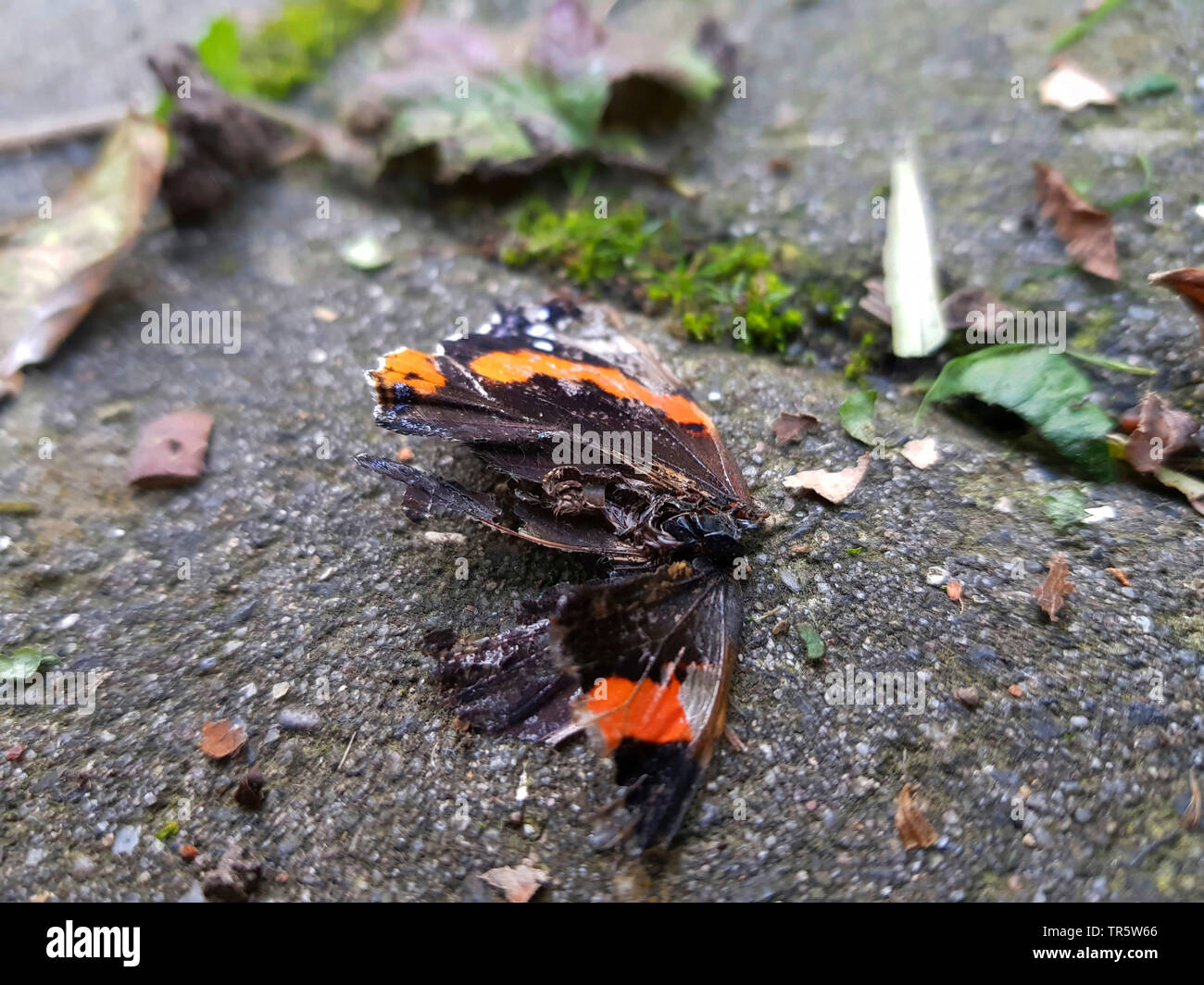 Decomposition of insects on the ground hi-res stock photography and ...