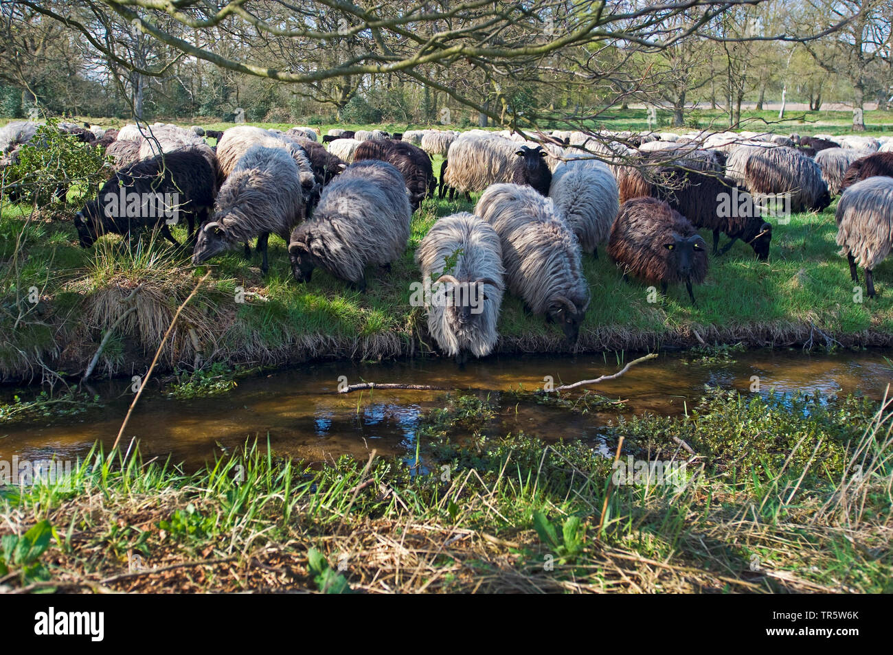 Drinking water sheep hi-res stock photography and images - Alamy