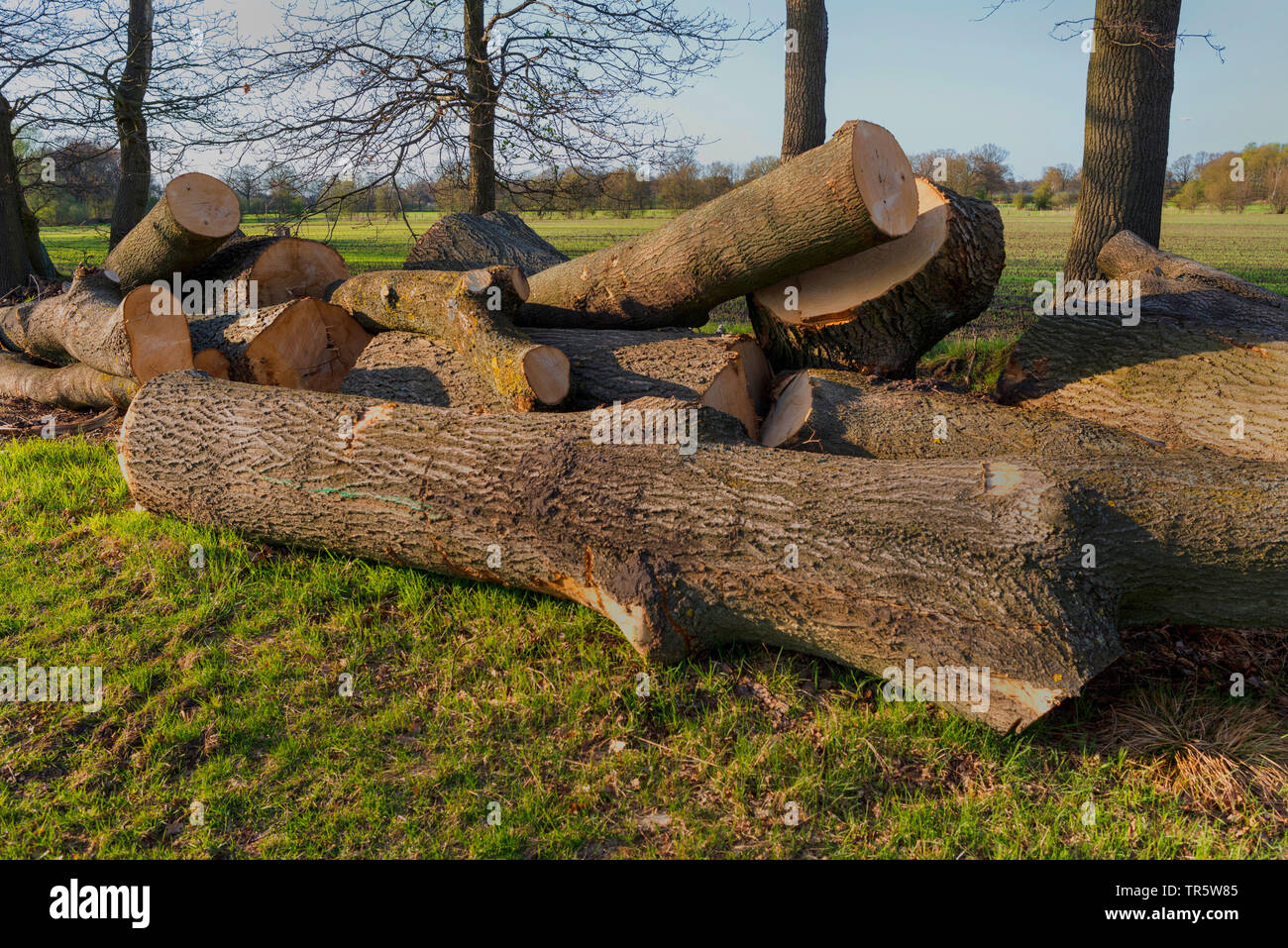 Hedge oak trees hi-res stock photography and images - Alamy