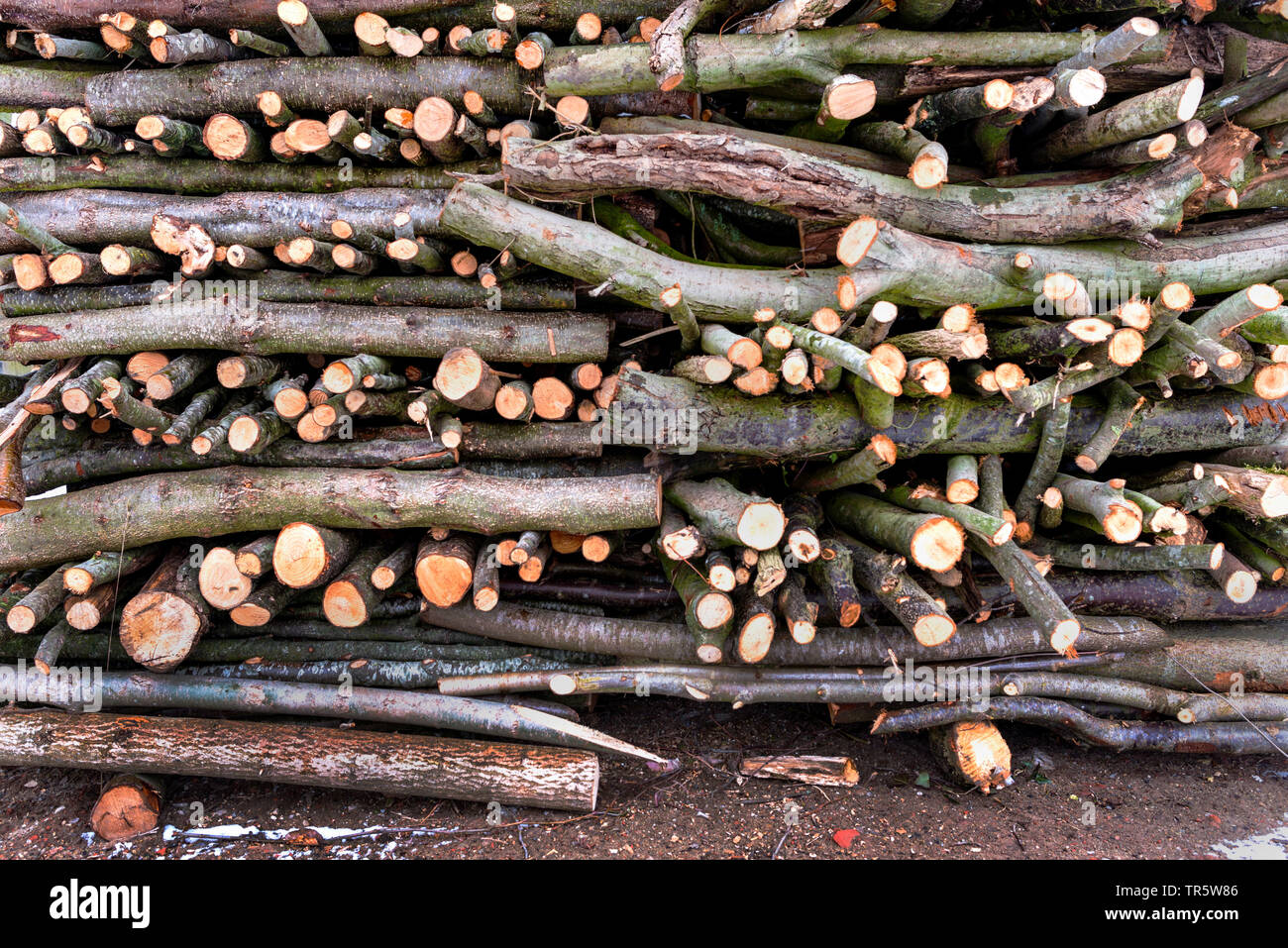 stacked wood of a hedge bank, Germany, Schleswig-Holstein Stock Photo ...