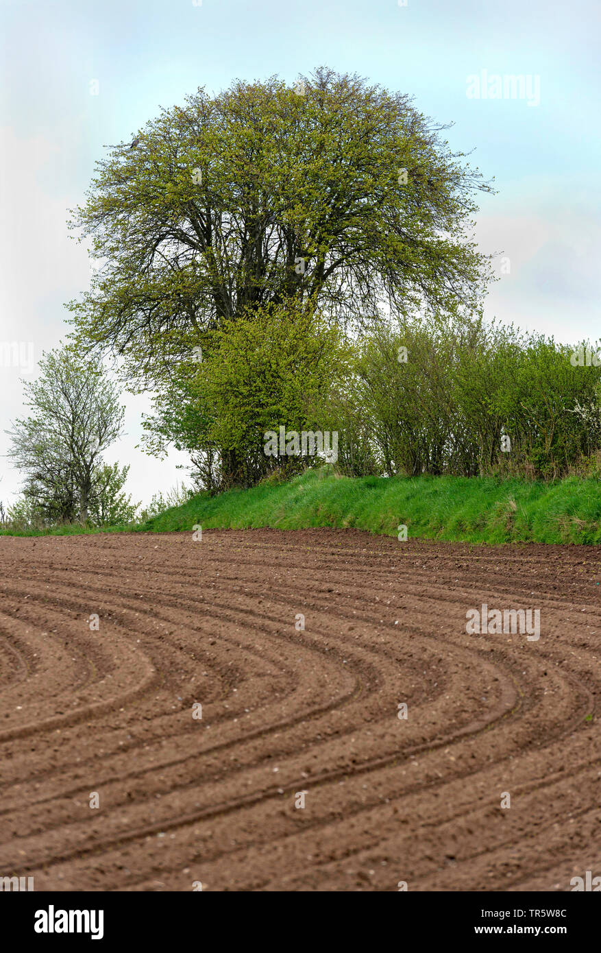 common beech (Fagus sylvatica), at a field border with hedge bank Stock ...