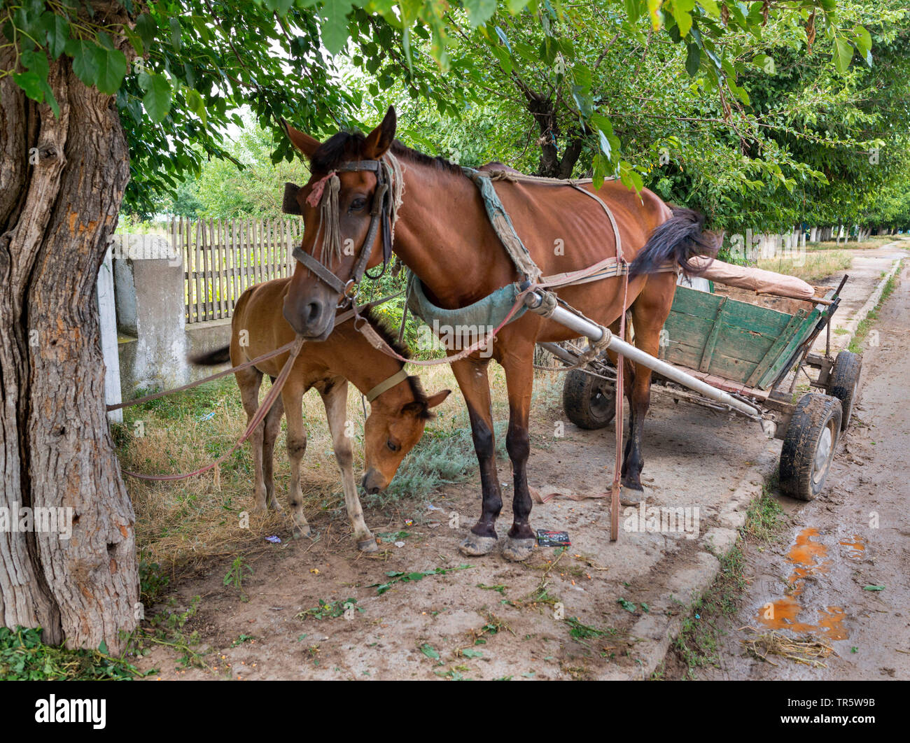 domestic horse (Equus przewalskii f. caballus), horse and cart with ...