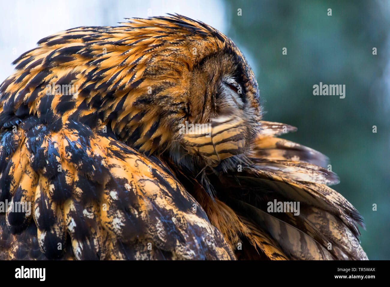 Grooming Owls High Resolution Stock Photography and Images - Alamy