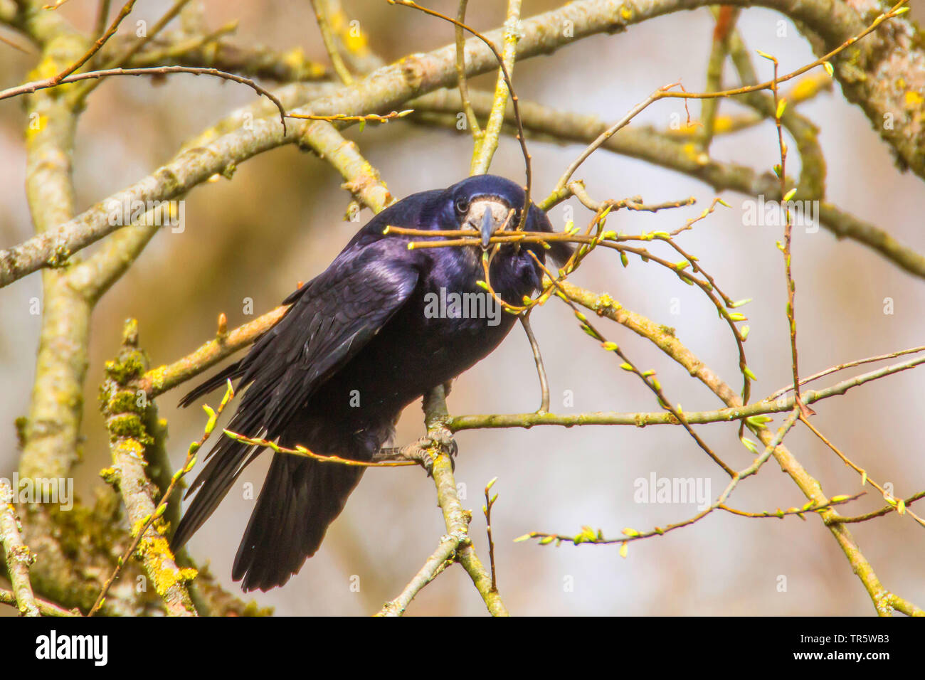 Snapping off twigs hi-res stock photography and images - Alamy