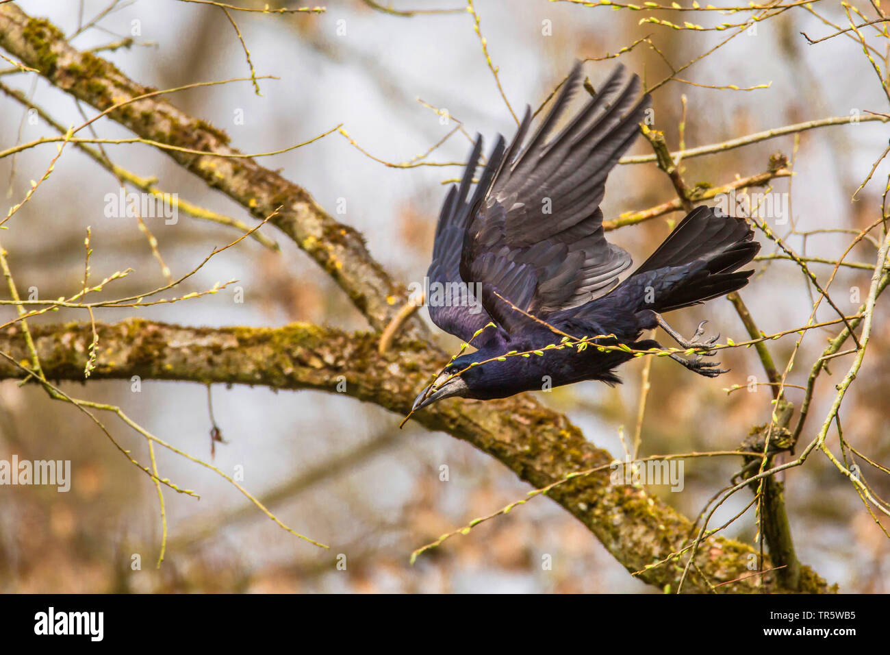 Crows nest in action crows nest in action hi-res stock photography and ...
