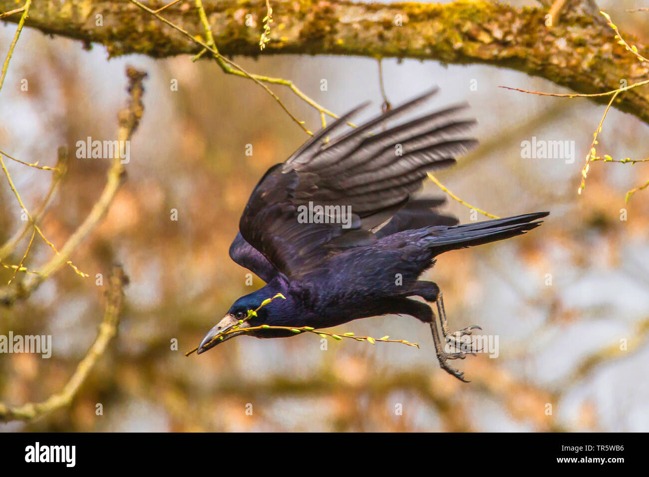 Crows flying from trees hi-res stock photography and images - Alamy