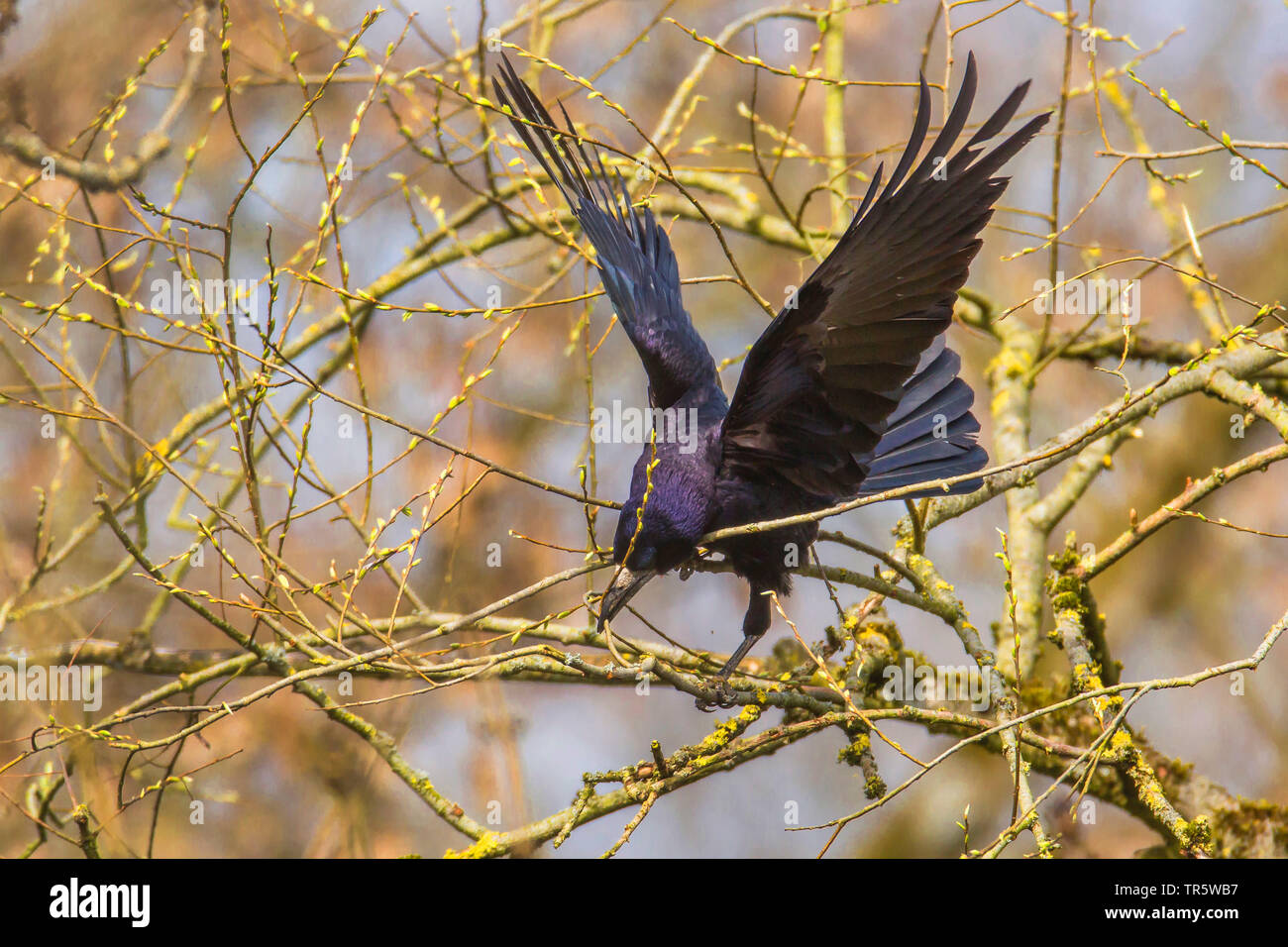 Branch snapped off tree hi-res stock photography and images - Alamy