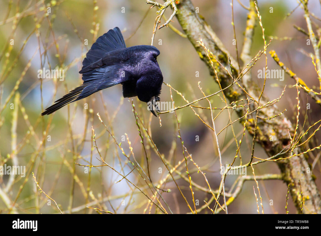 Snapped twigs hi-res stock photography and images - Alamy