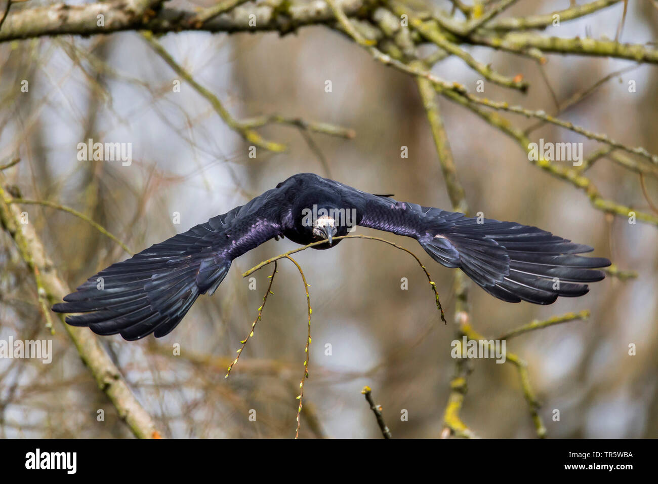 Crows flying from trees hi-res stock photography and images - Alamy
