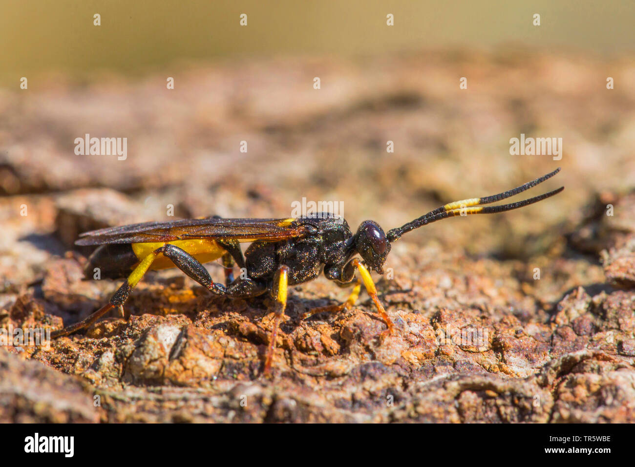 ichneumon (Ichneumon stramentor), on bark, side view, Germany, Bavaria ...