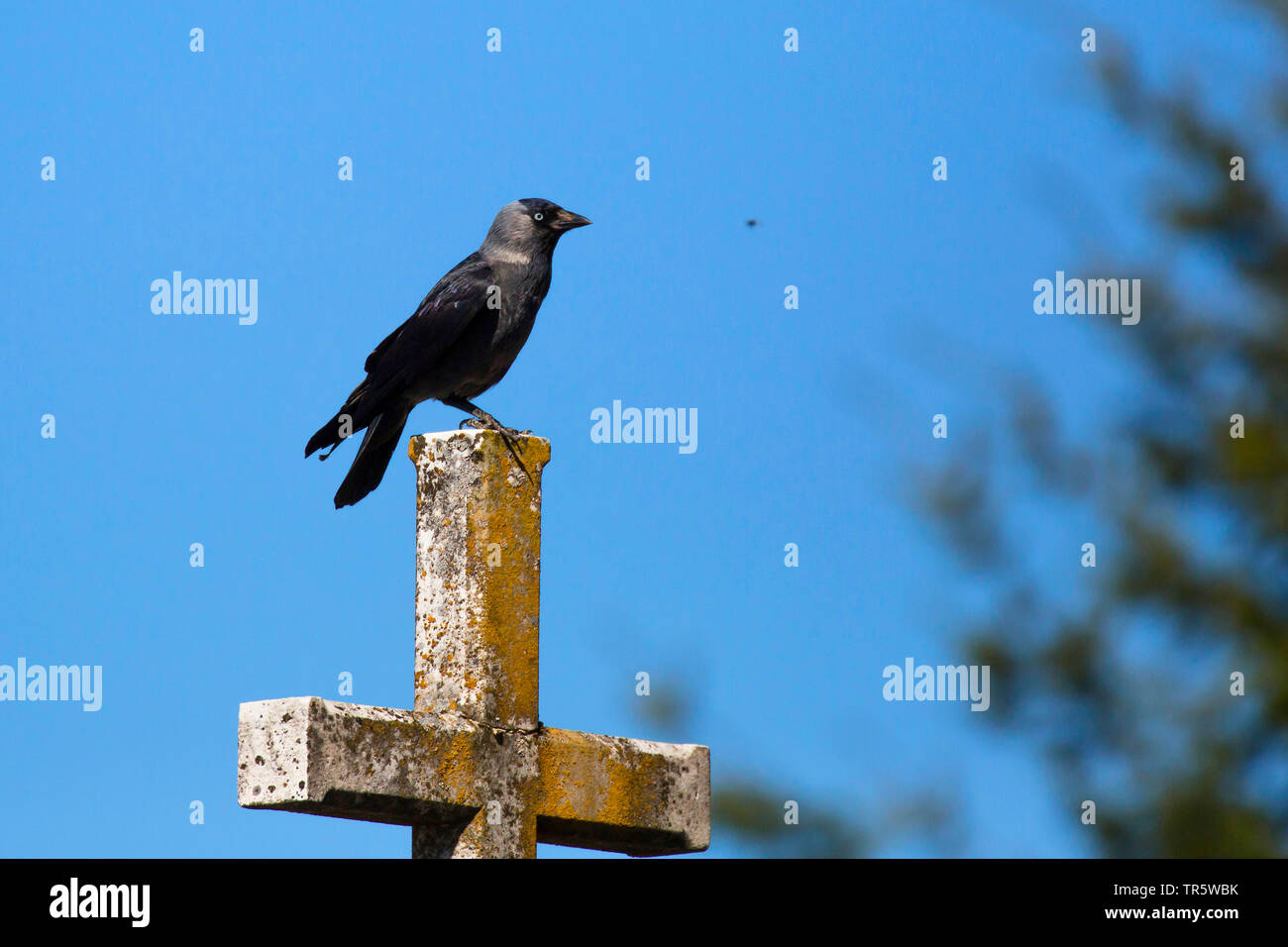 Bird on a cross hi-res stock photography and images - Alamy