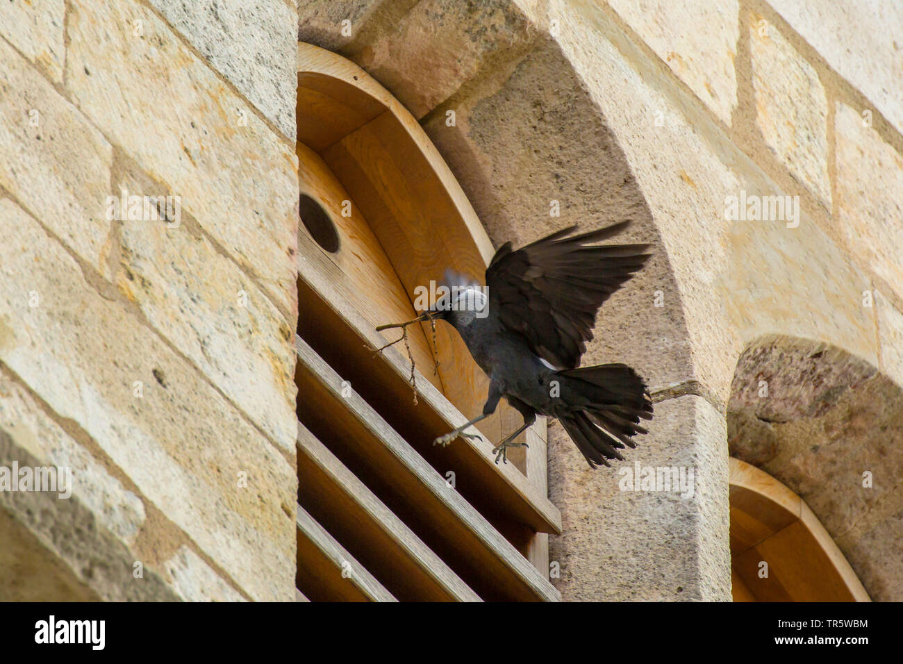 Jackdaw nest hi-res stock photography and images - Alamy