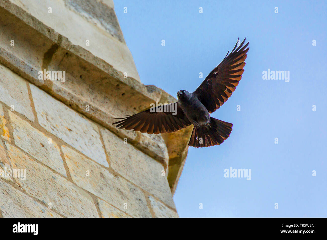 Birds flying around bell tower hi-res stock photography and images - Alamy
