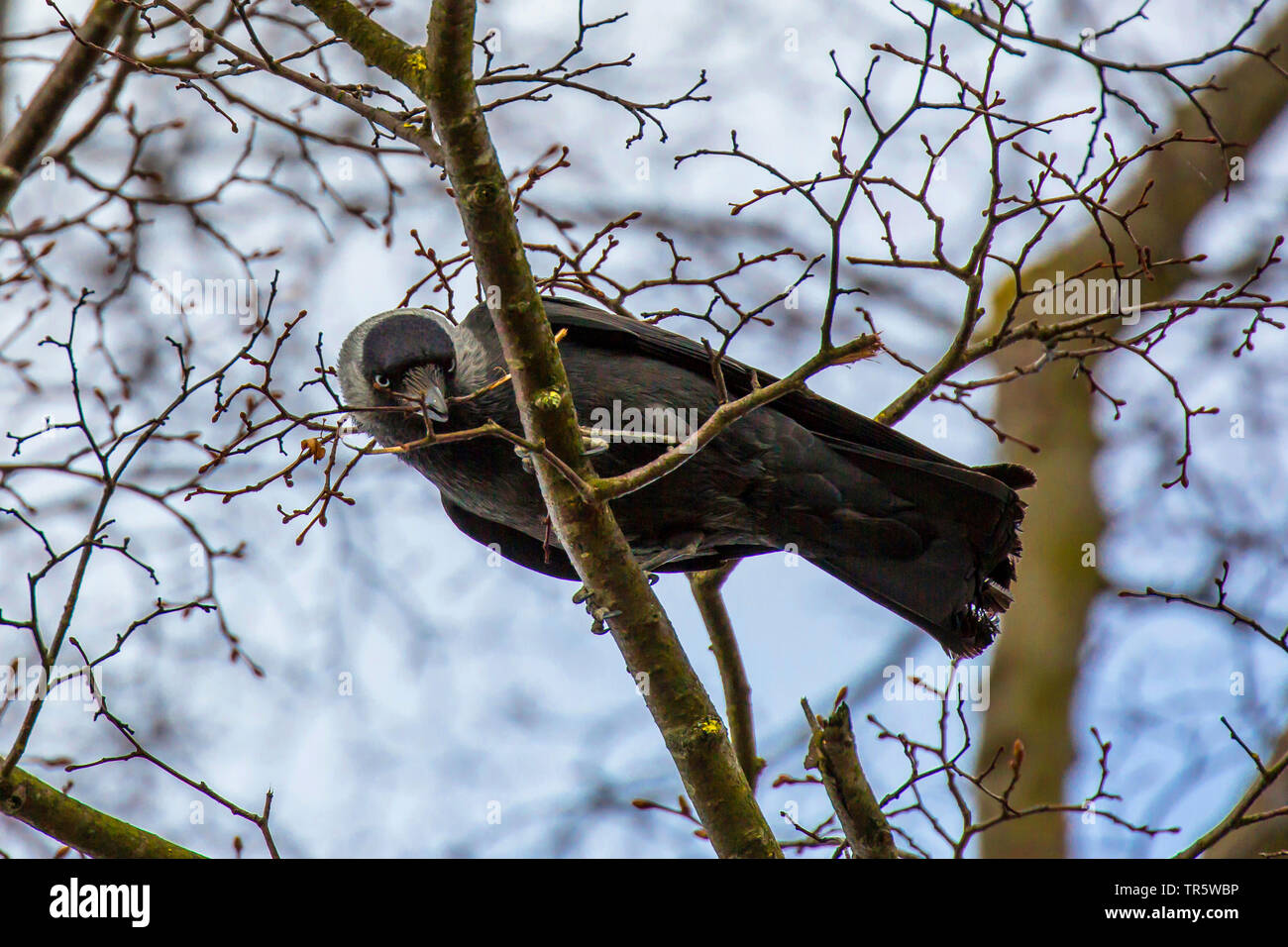 Snapping hi-res stock photography and images - Alamy