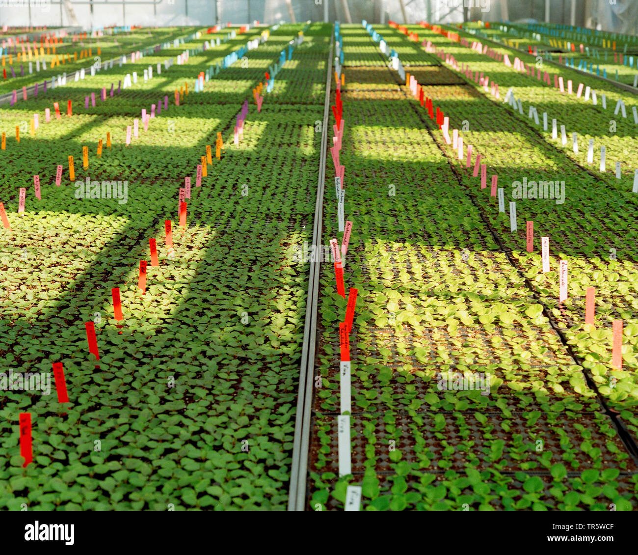 greenhouse with seedlings in a nursery, Germany Stock Photo - Alamy