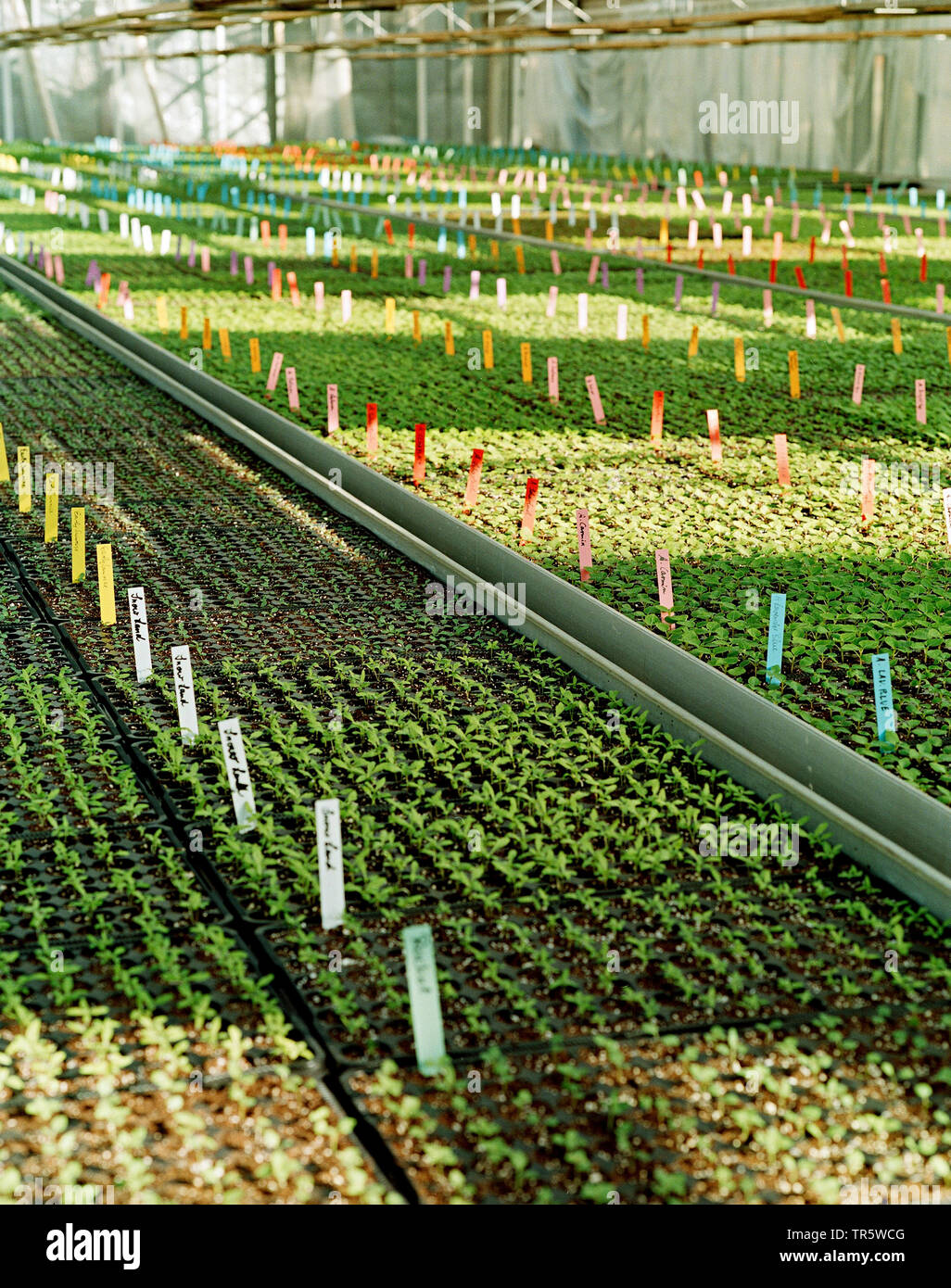 Seedling in greenhouse hi-res stock photography and images - Alamy