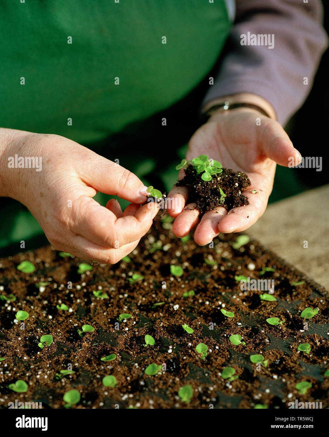Labelled plant seedlings hi-res stock photography and images - Alamy