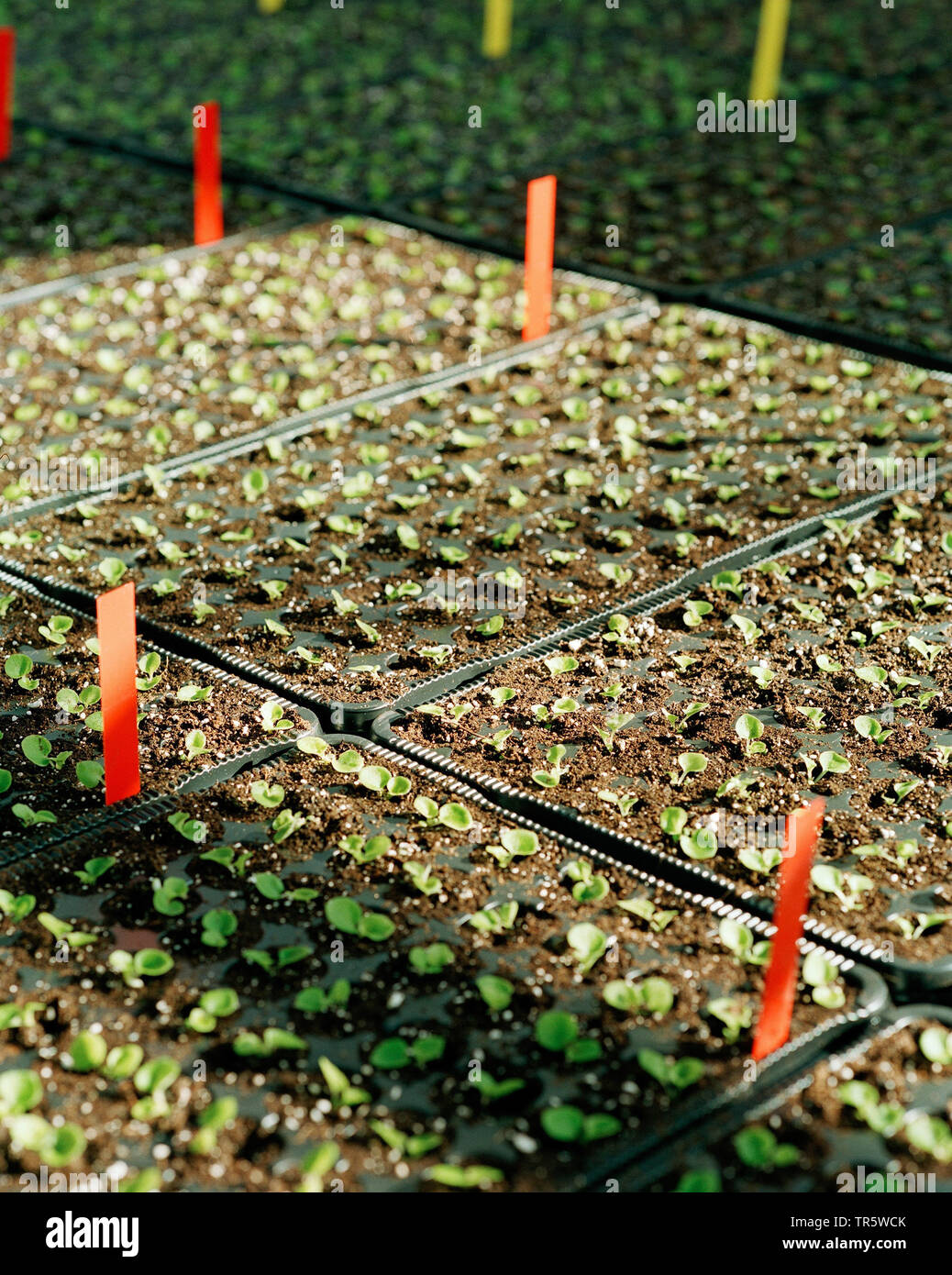 Seedlings in garden pot hi-res stock photography and images - Alamy
