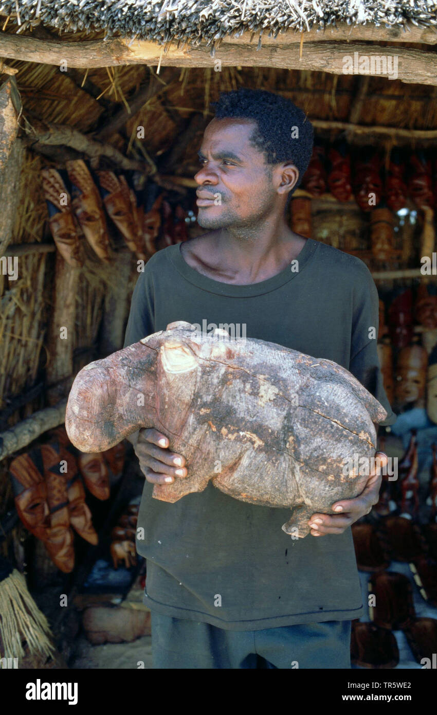 hippopotamus, hippo, Common hippopotamus (Hippopotamus amphibius), man ...