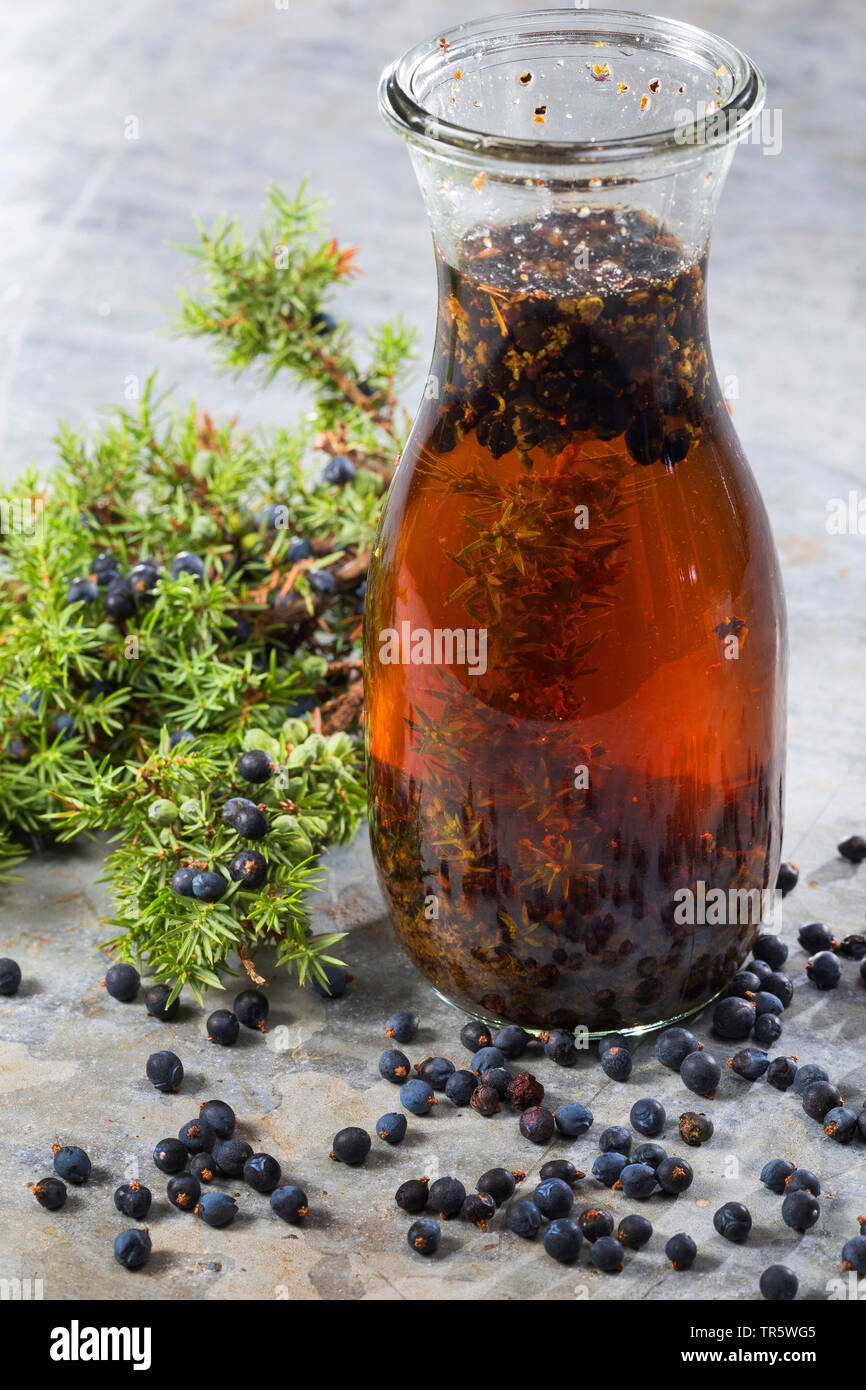 Common juniper, Ground juniper (Juniperus communis), selfmade juniper ...