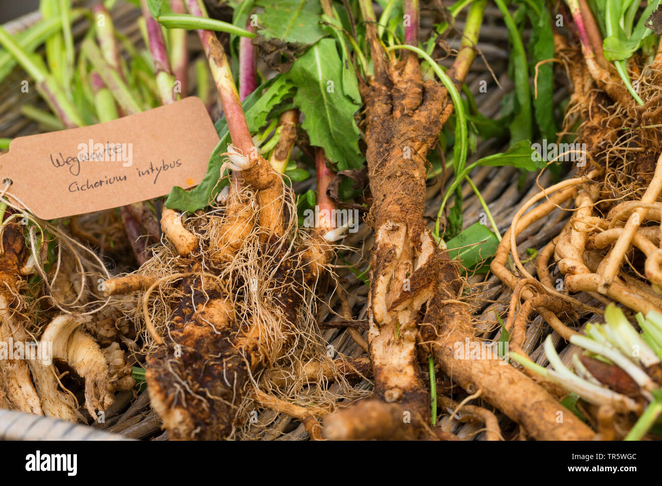 blue sailors, common chicory, wild succory (Cichorium intybus), roots ...