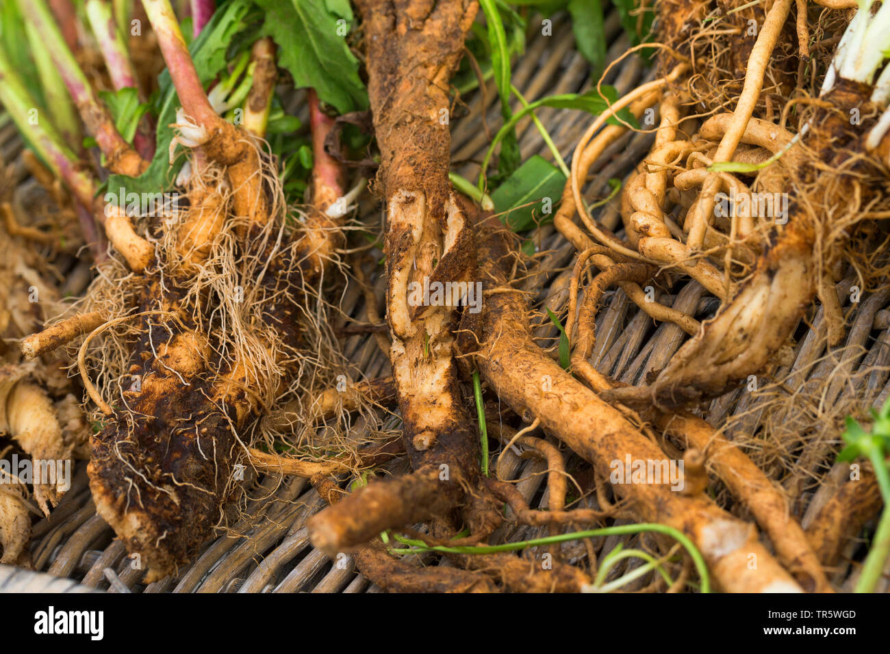 blue sailors, common chicory, wild succory (Cichorium intybus), roots ...