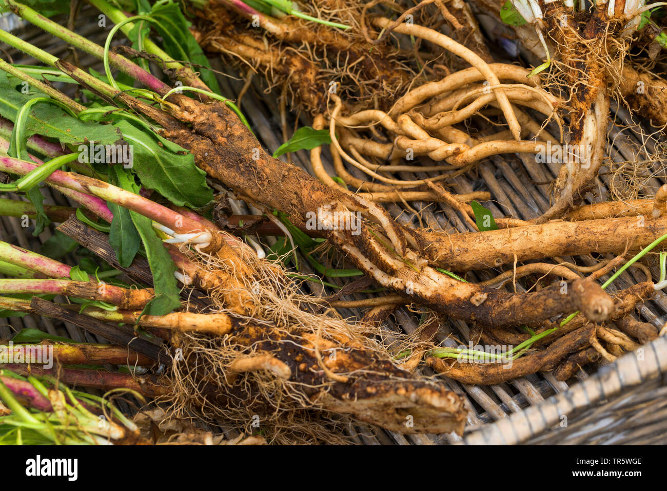 blue sailors, common chicory, wild succory (Cichorium intybus), roots ...
