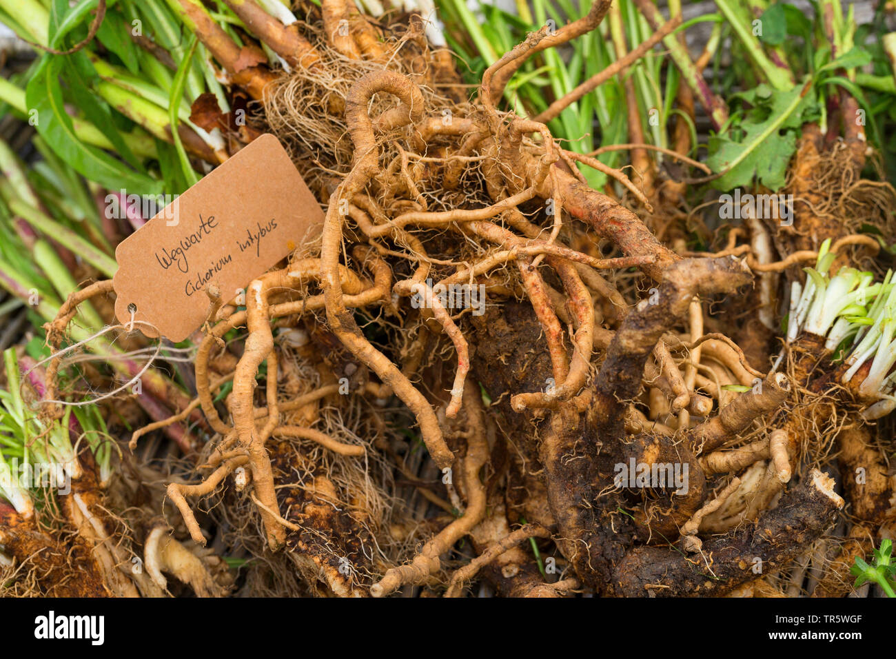 blue sailors, common chicory, wild succory (Cichorium intybus), roots ...