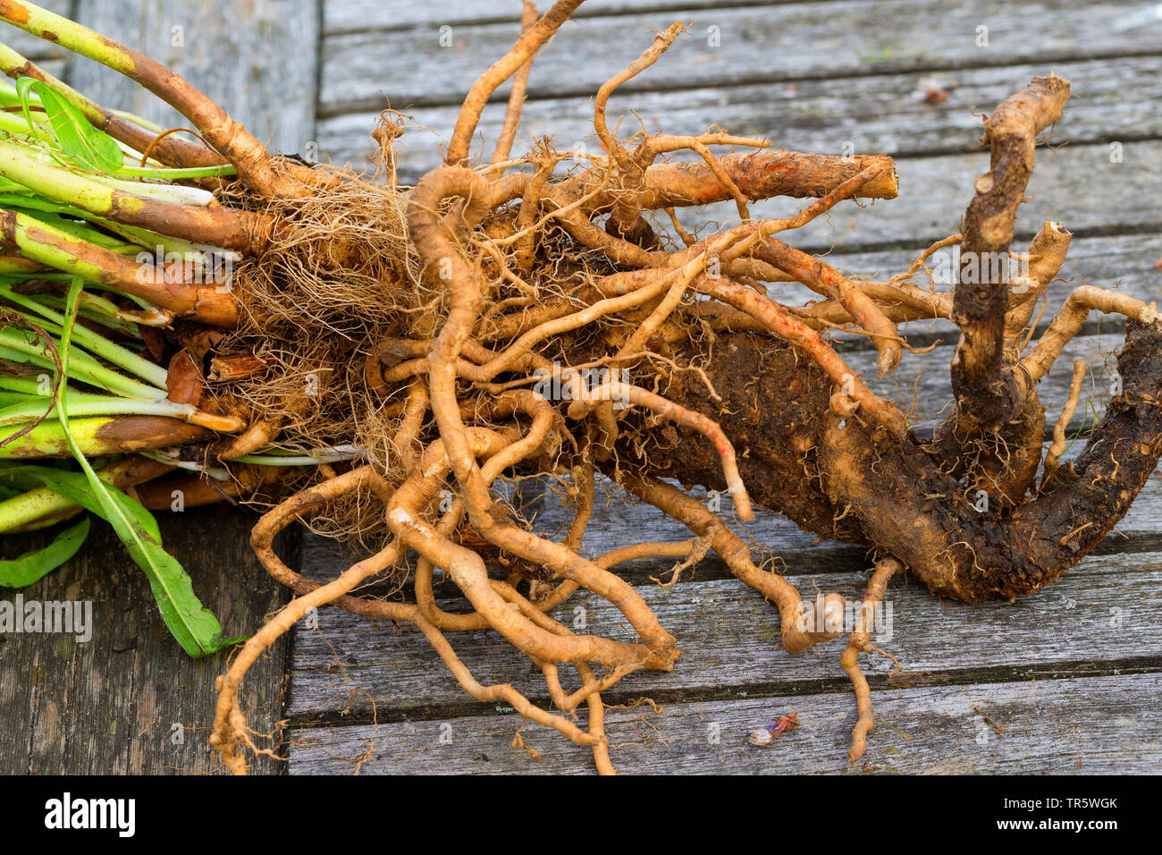 blue sailors, common chicory, wild succory (Cichorium intybus), roots ...